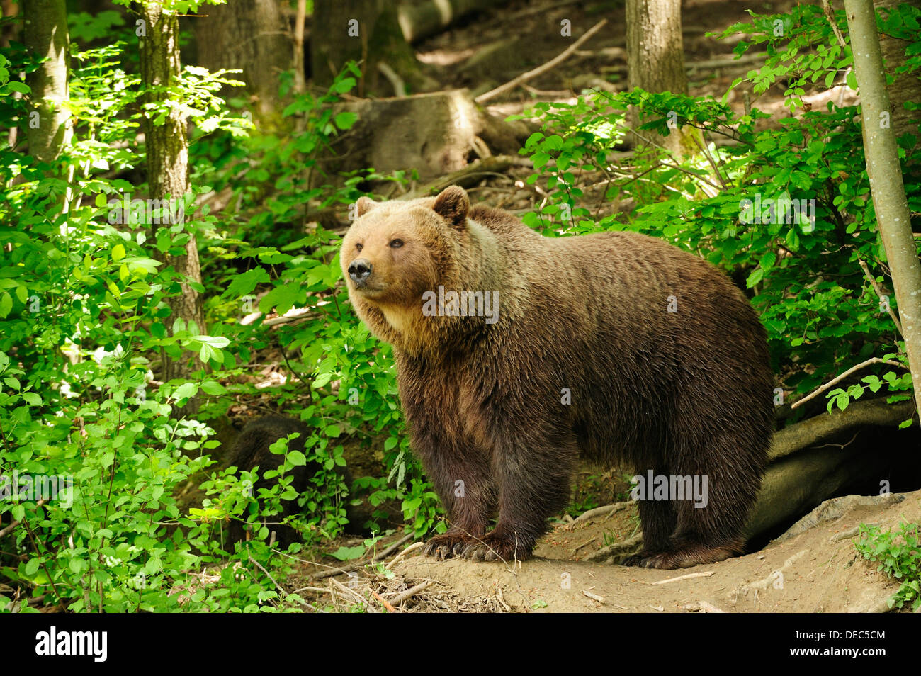 Bears den hi-res stock photography and images - Alamy