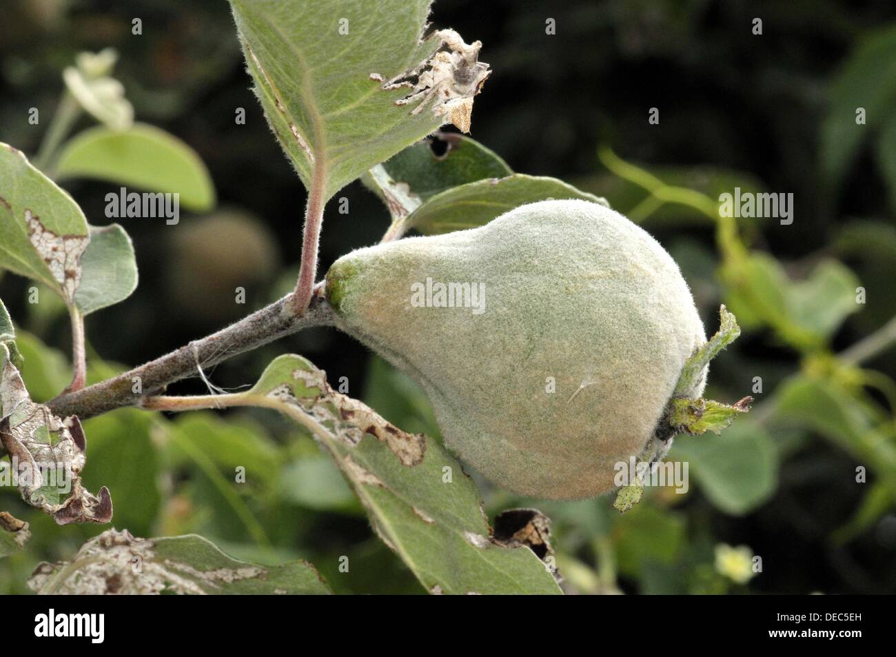Pyrus sp hi-res stock photography and images - Alamy