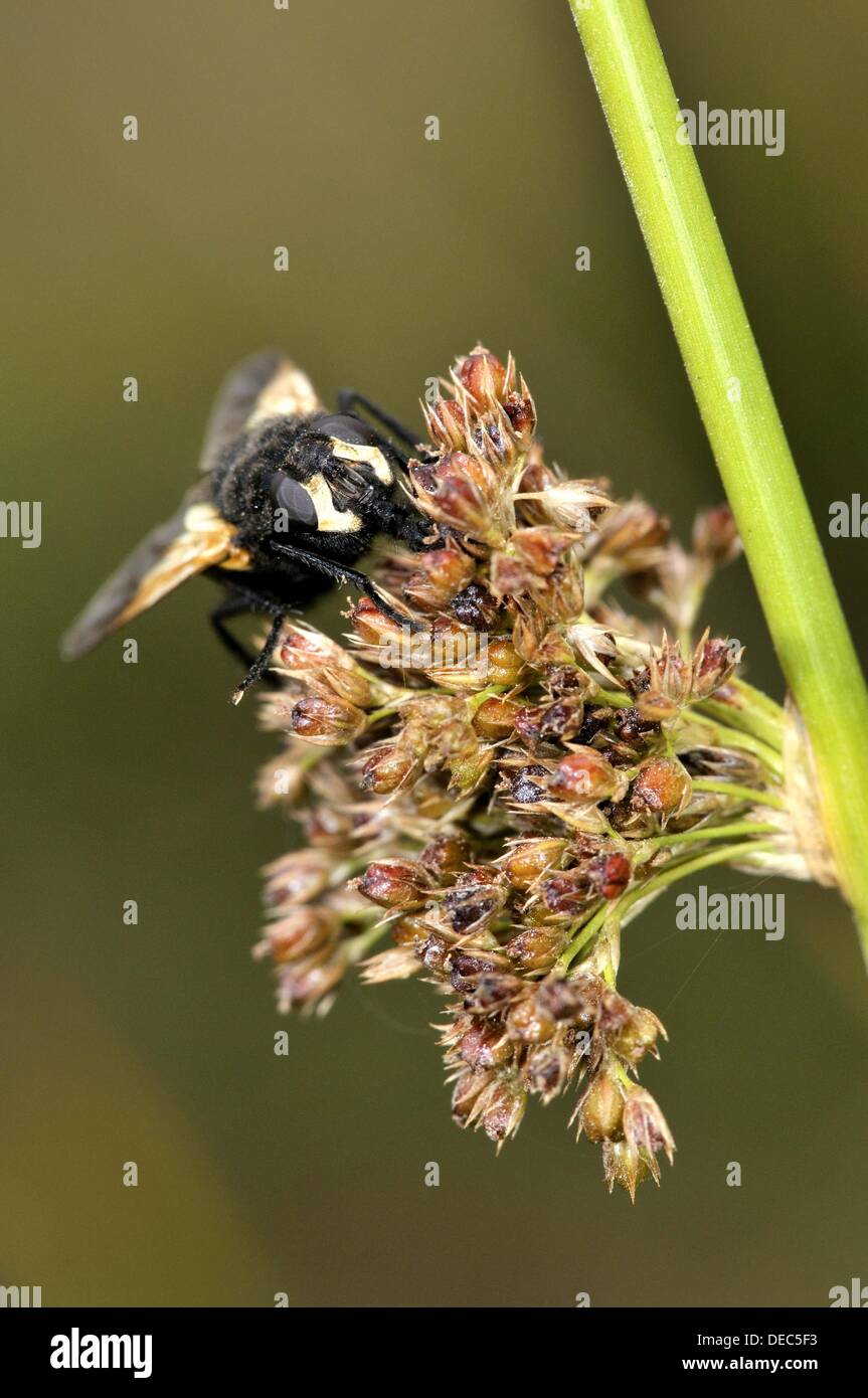 Deer fly (Chrysops sp., fam. Tabanidae) on a Cyperaceae plant. Galbe ...