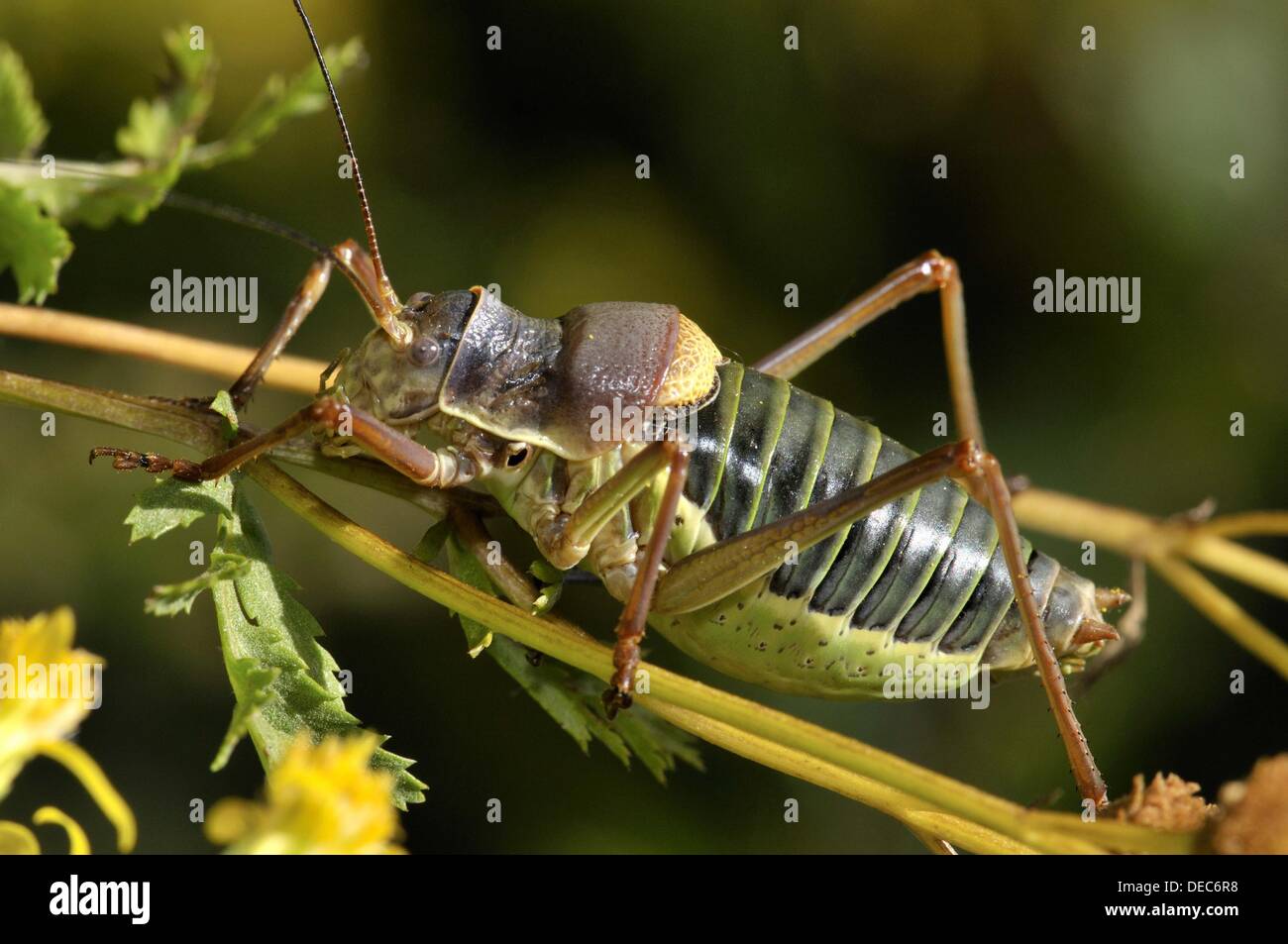 Grasshopper fam tettigoniidae hi-res stock photography and images - Alamy
