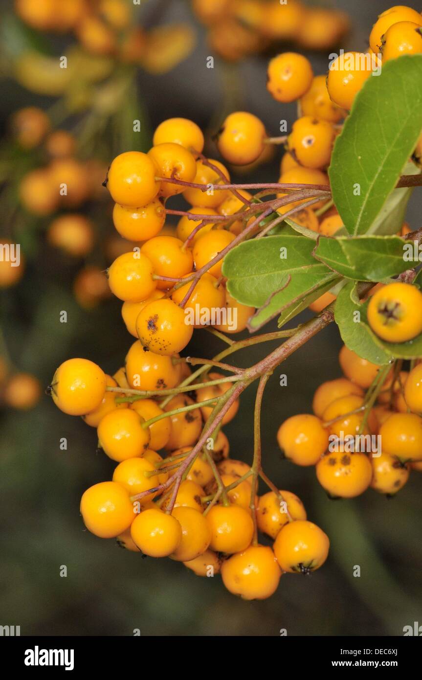 Cotoneaster Sp High Resolution Stock Photography and Images - Alamy