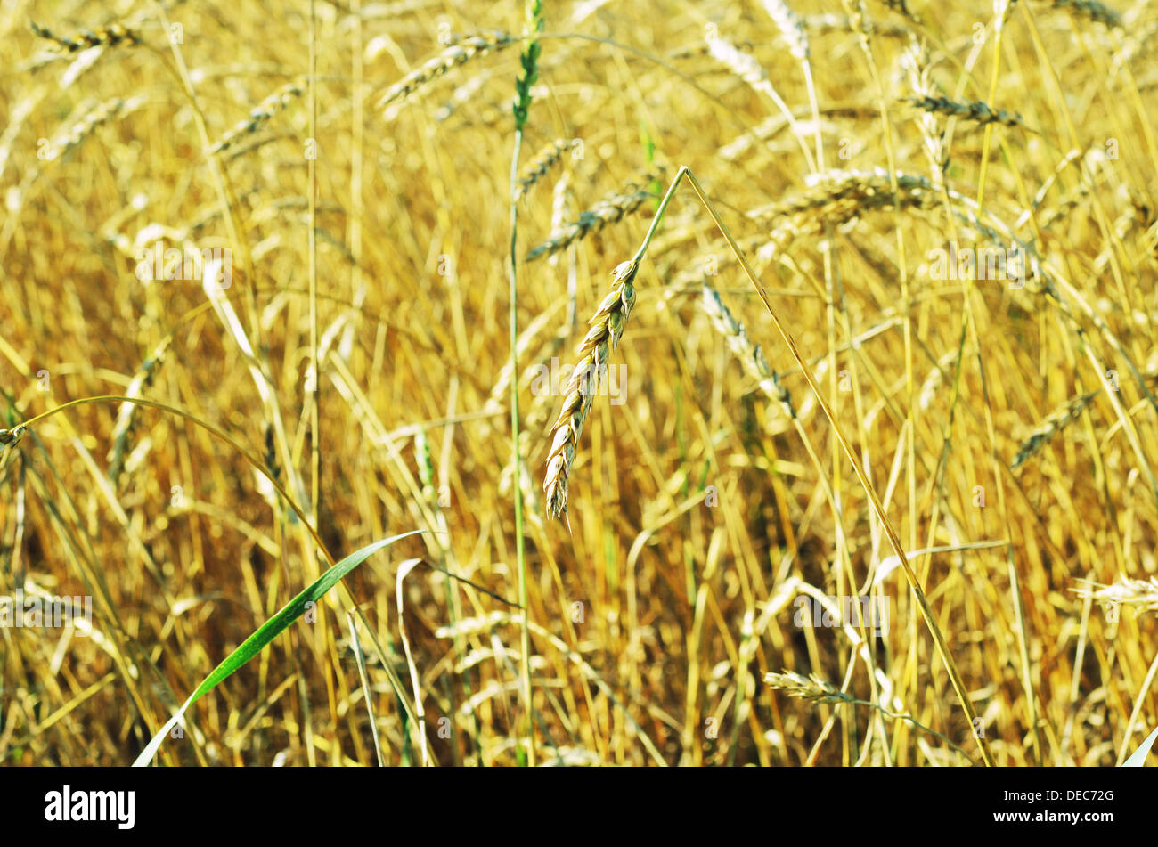 Broken straw hi-res stock photography and images - Alamy