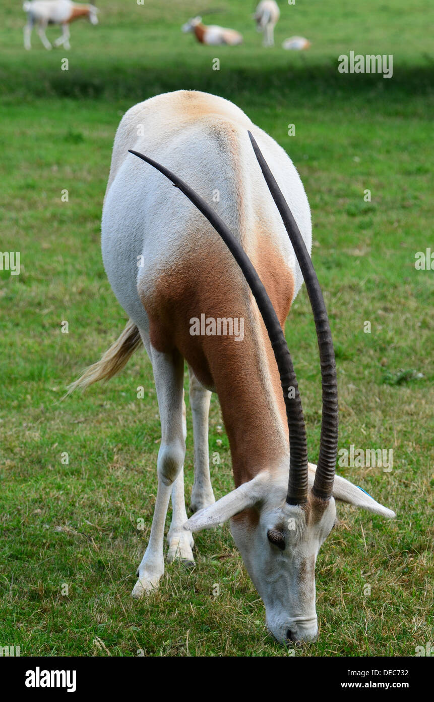 Scimitar oryx or scimitar-horned oryx (Oryx dammah), also known as the ...
