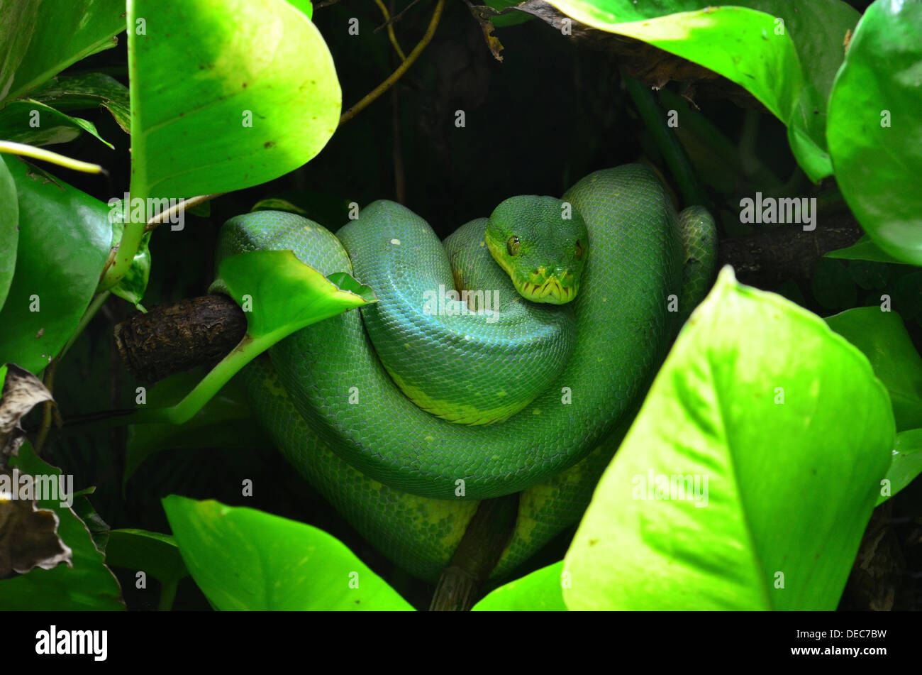 Green tree python, Morelia viridis (EDITORIAL USE ONLY Stock Photo - Alamy