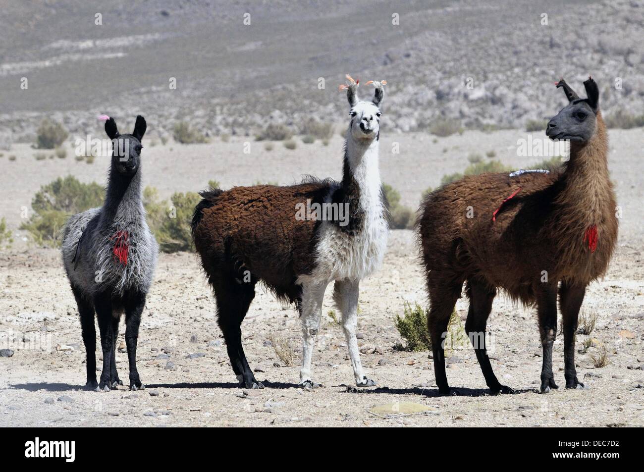Conquest by name hi-res stock photography and images - Alamy