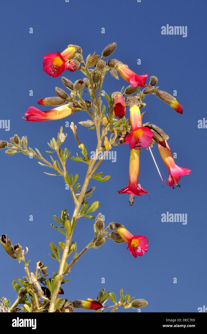 Cantua flower hi-res stock photography and images - Alamy