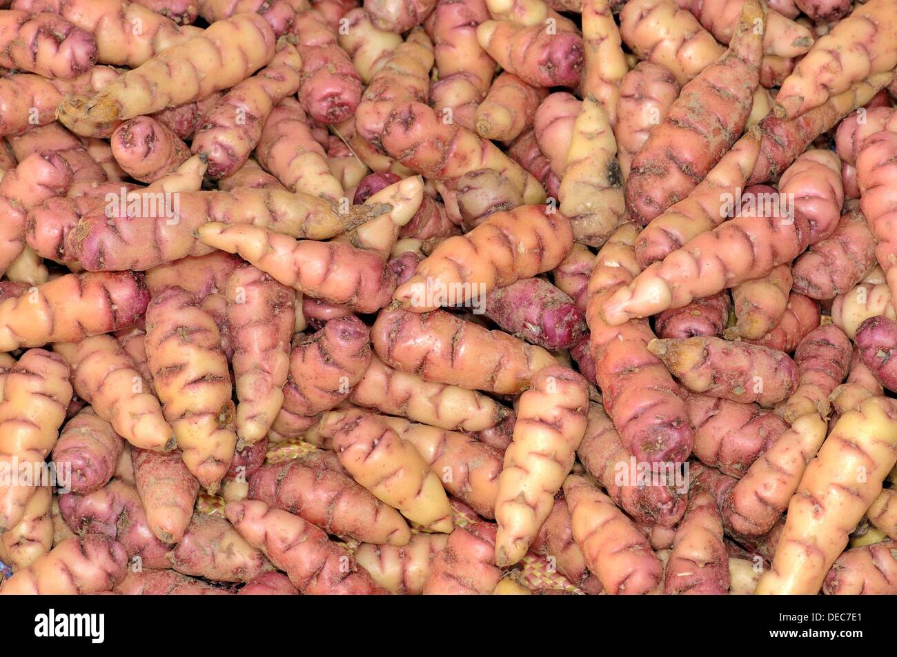 Bolivia lake titicaca potato hi-res stock photography and images - Alamy