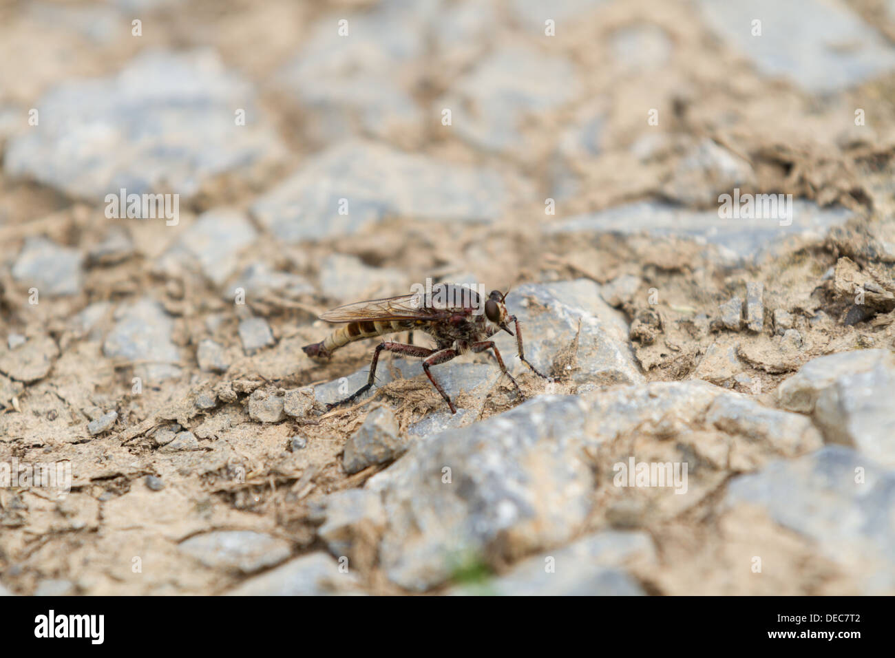 A robber fly, or assassin fly (Asilidae) stands on rocky ground Stock ...