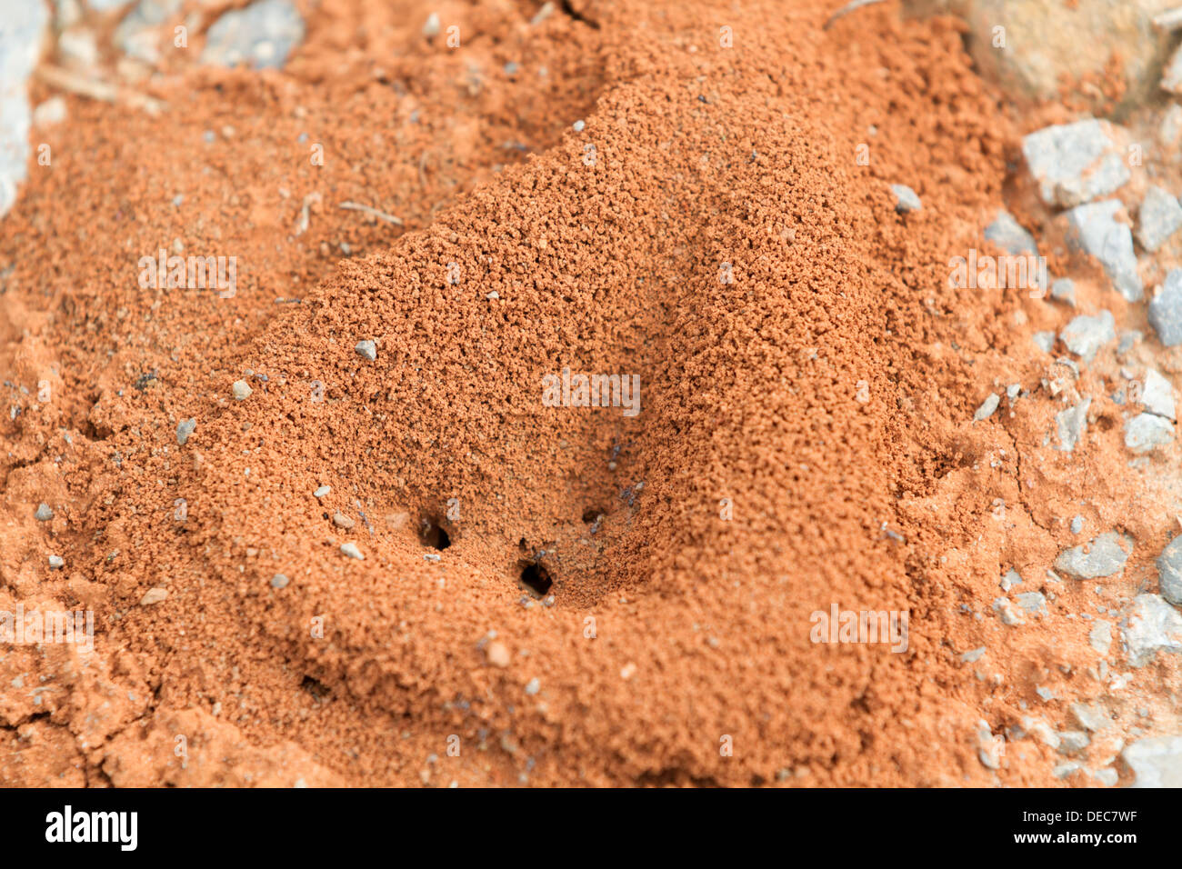 Ants on an anthill Stock Photo - Alamy