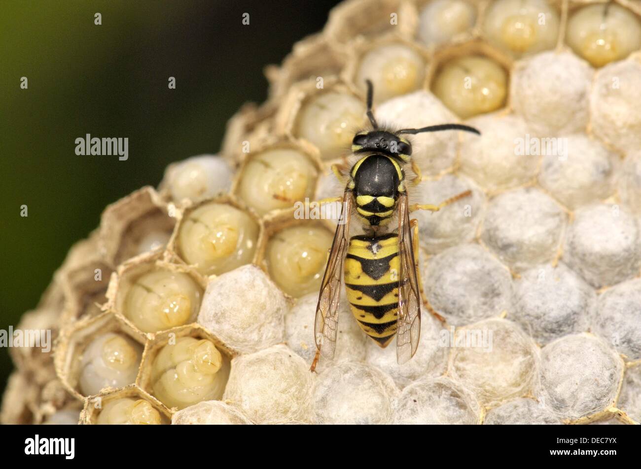Insect Social wasp Vespula vulgaris Order Hymenoptera Fam Vespidae ...