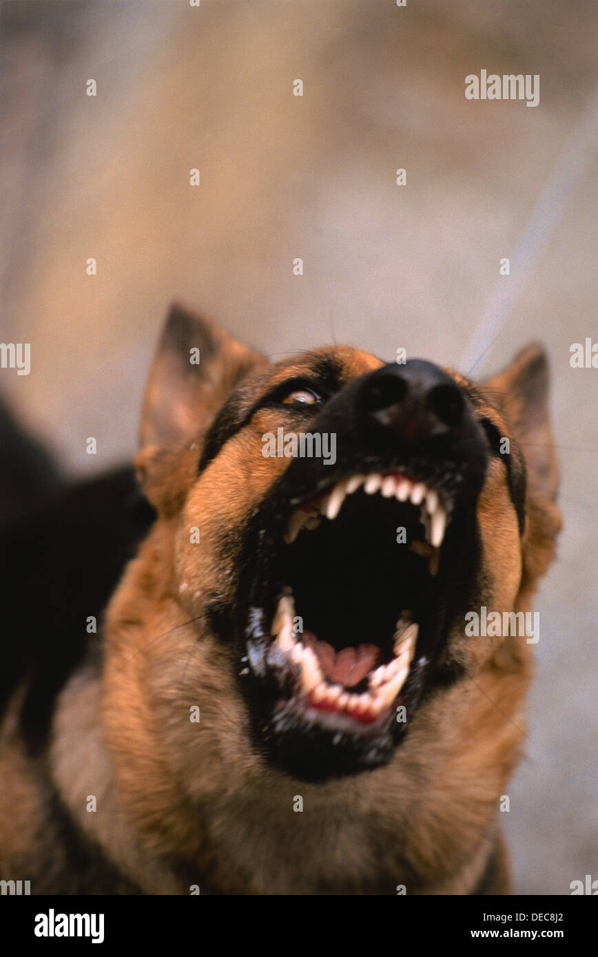 Lethal Saliva High Resolution Stock Photography and Images - Alamy