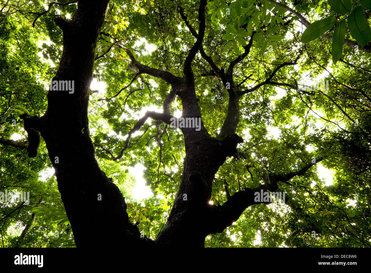 Espave tree, Anacardium excelsum, at dawn in the 265 hectares ...