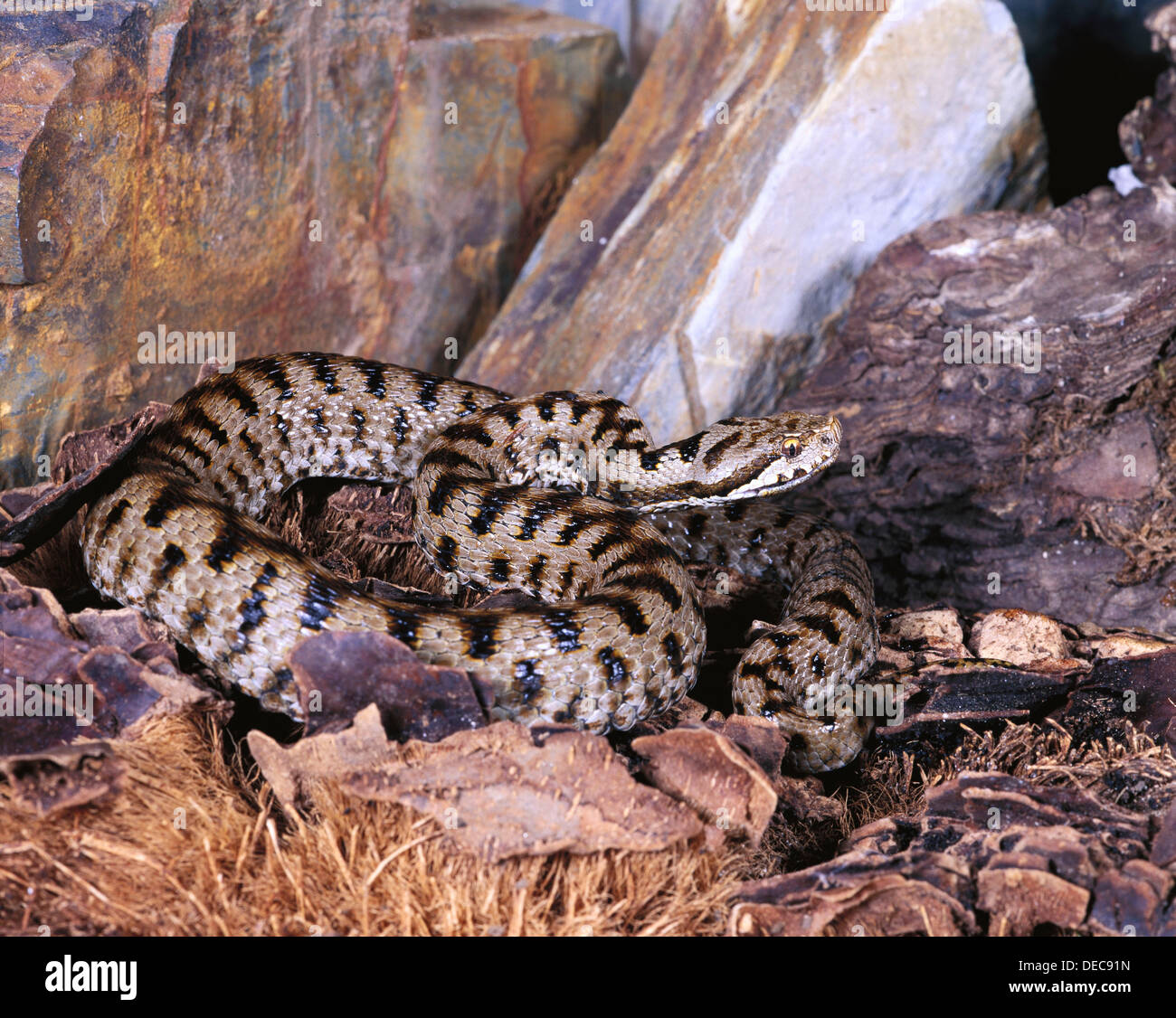 Aspic viper vipera aspis hi-res stock photography and images - Alamy