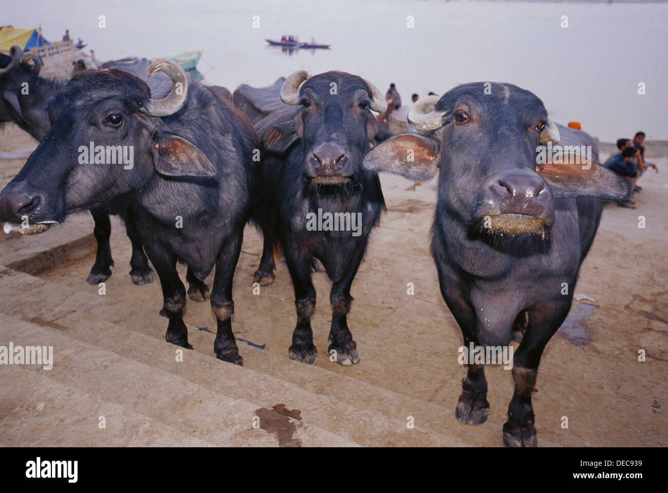 Oxen India High Resolution Stock Photography and Images - Alamy