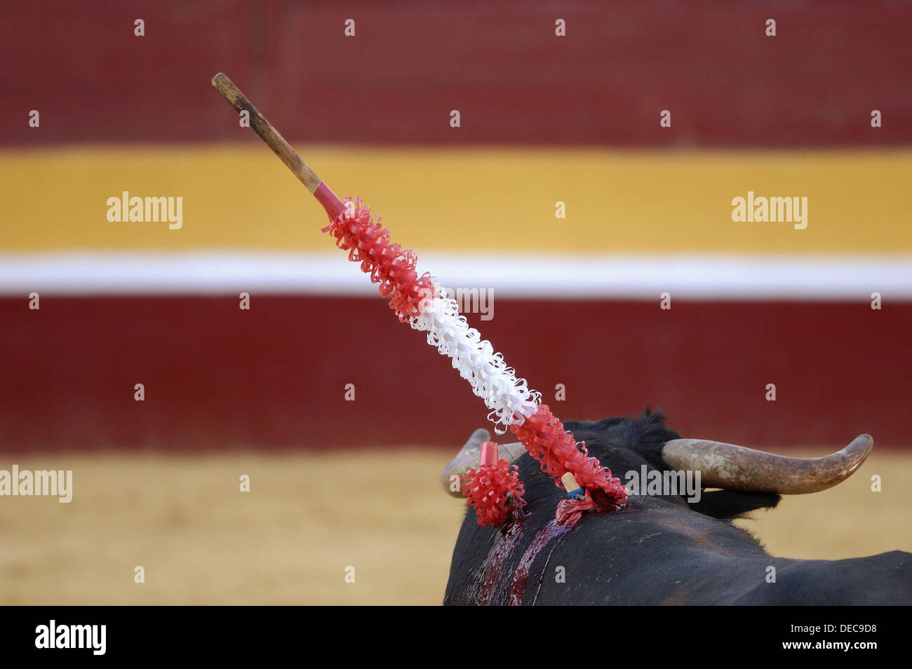 Injured bull fighting hi-res stock photography and images - Alamy