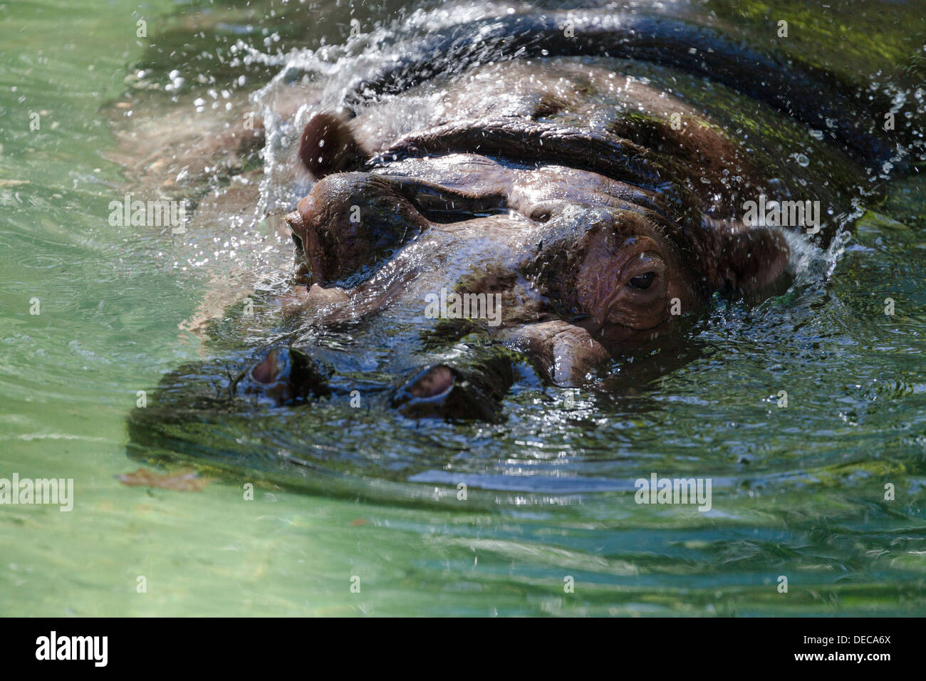 Hippo, Hippopotamus amphibius, in Bioparco, Rome, Italy, Europe Stock ...