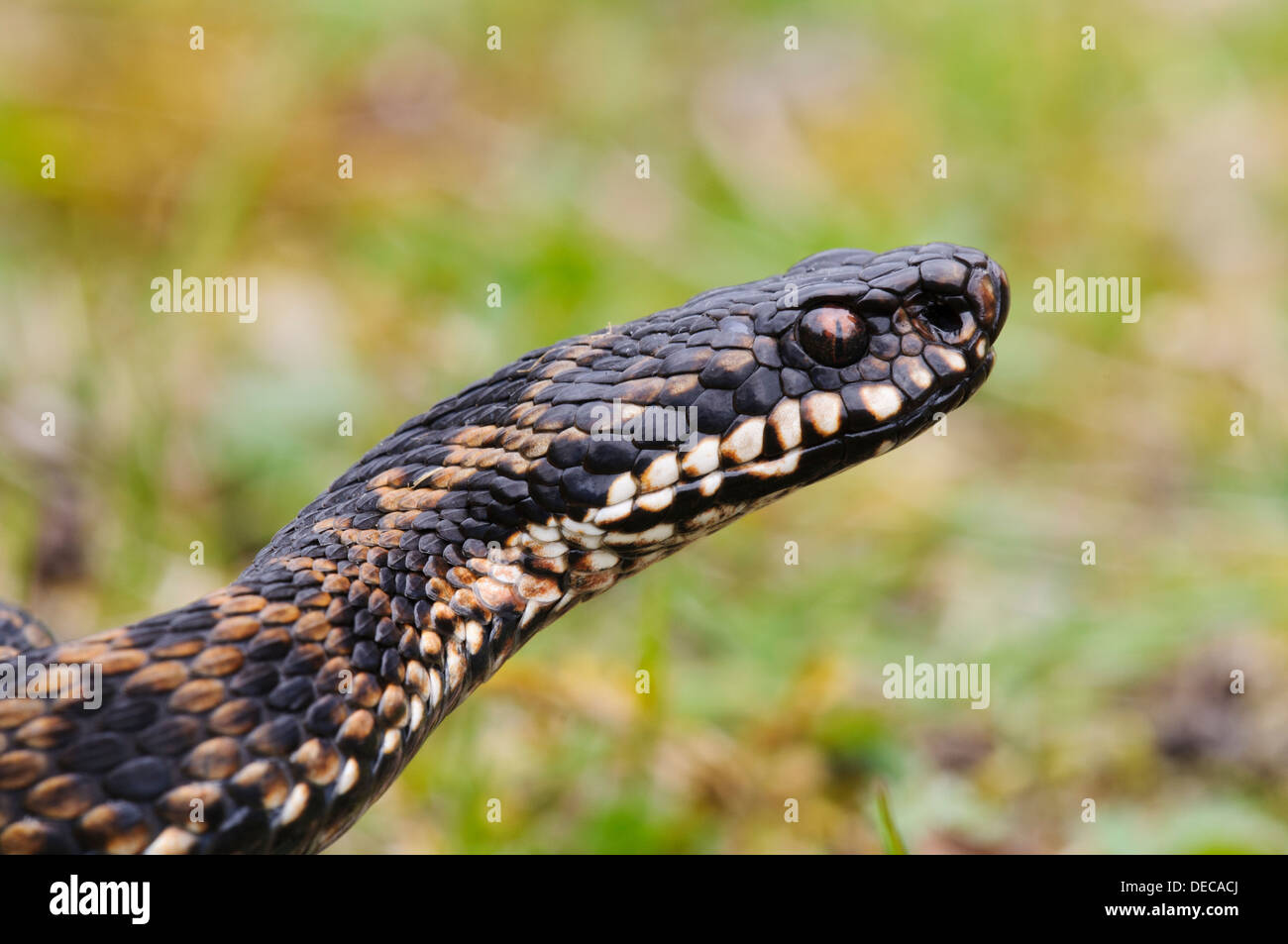 A close-up on the head of an adult male adder (Vipera berus) in ...