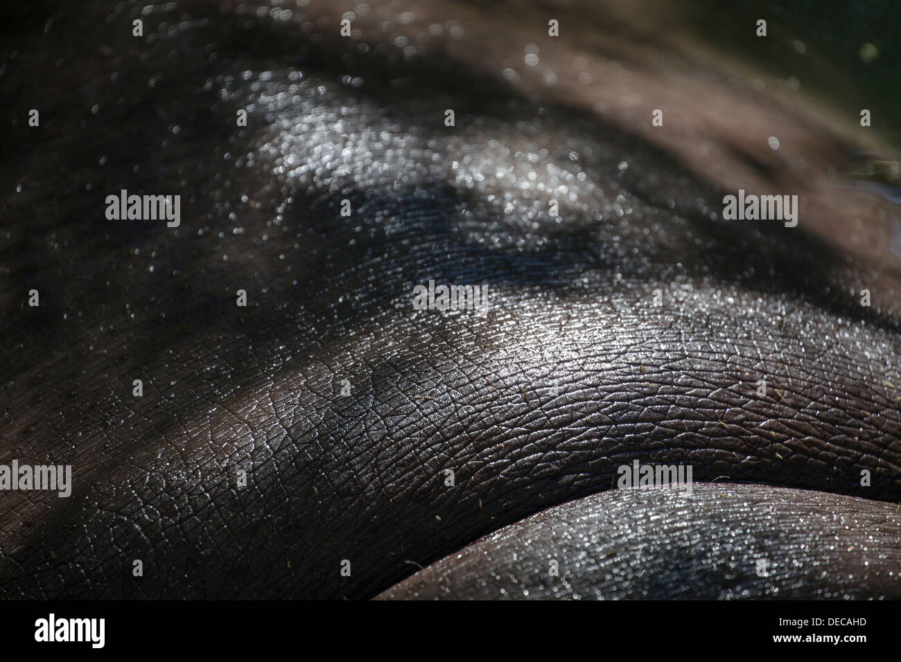 Hippo, Hippopotamus amphibius, in Bioparco, Rome, Italy, Europe Stock ...