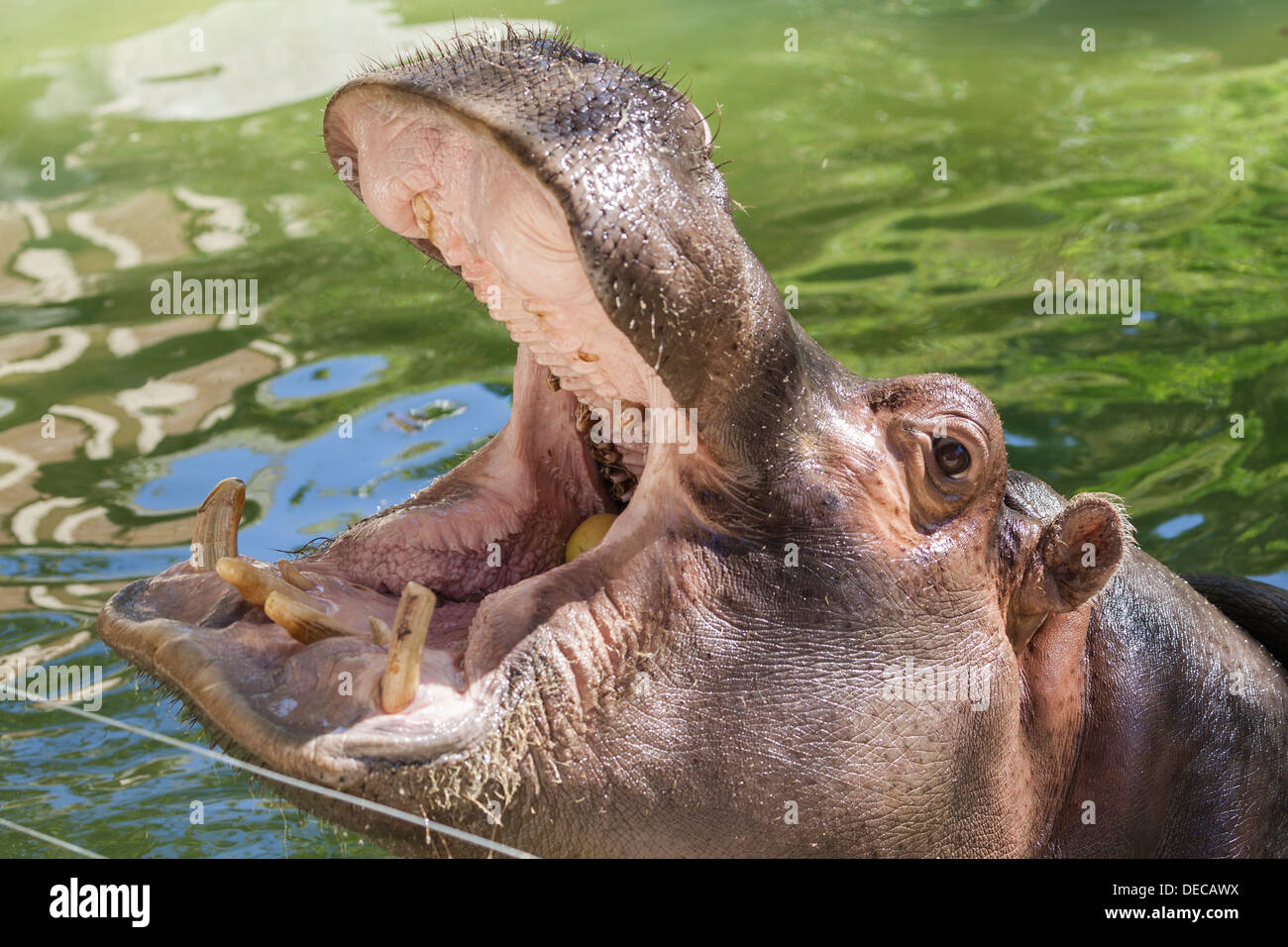 Hippo, Hippopotamus amphibius, in Bioparco, Rome, Italy, Europe Stock ...