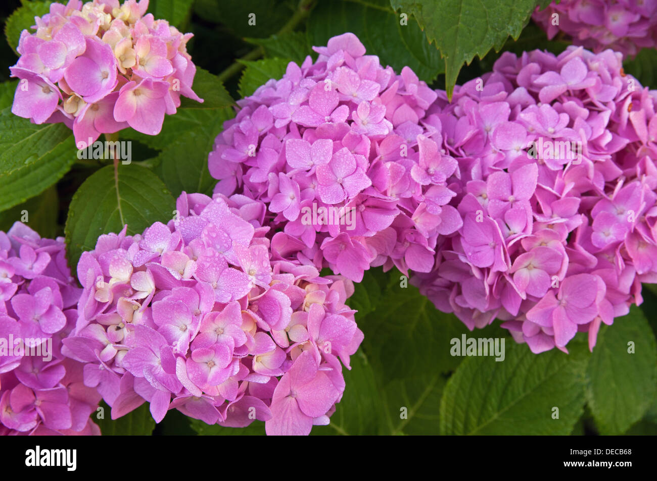 pink hydrangea plant Stock Photo - Alamy