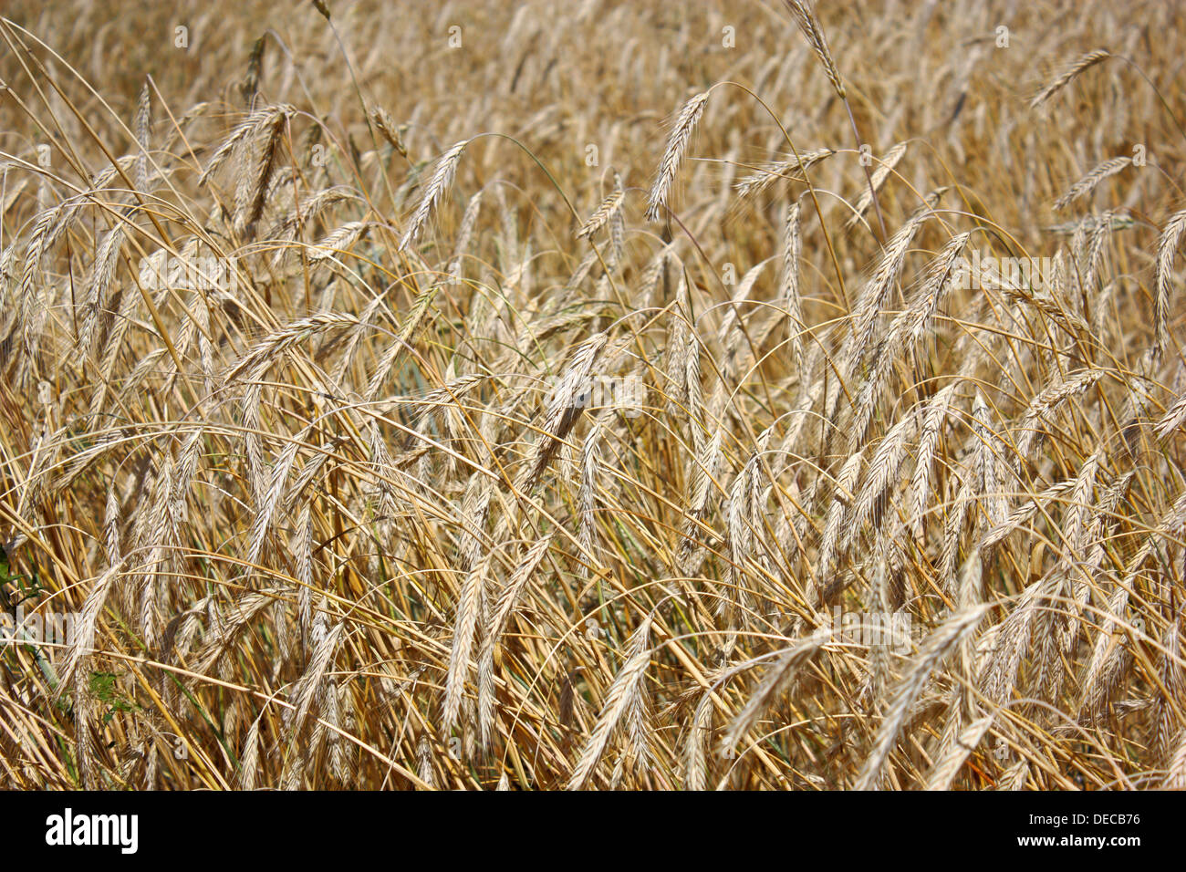 Yellow grain ready for harvest growing in a farm field Stock Photo - Alamy