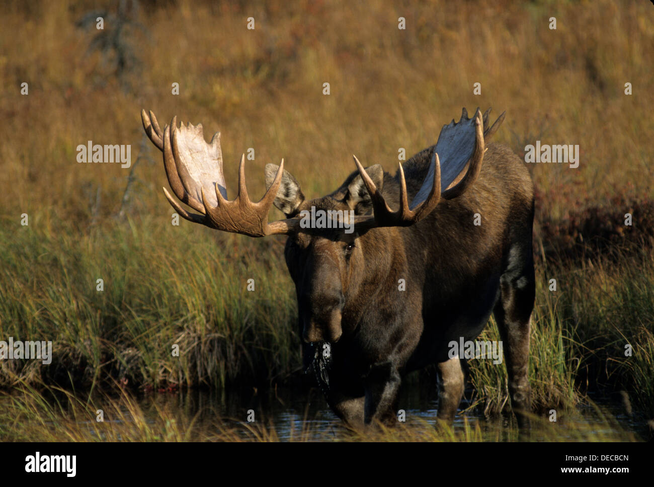 alaska, moose, wildlife, nature, denali national park Stock Photo - Alamy