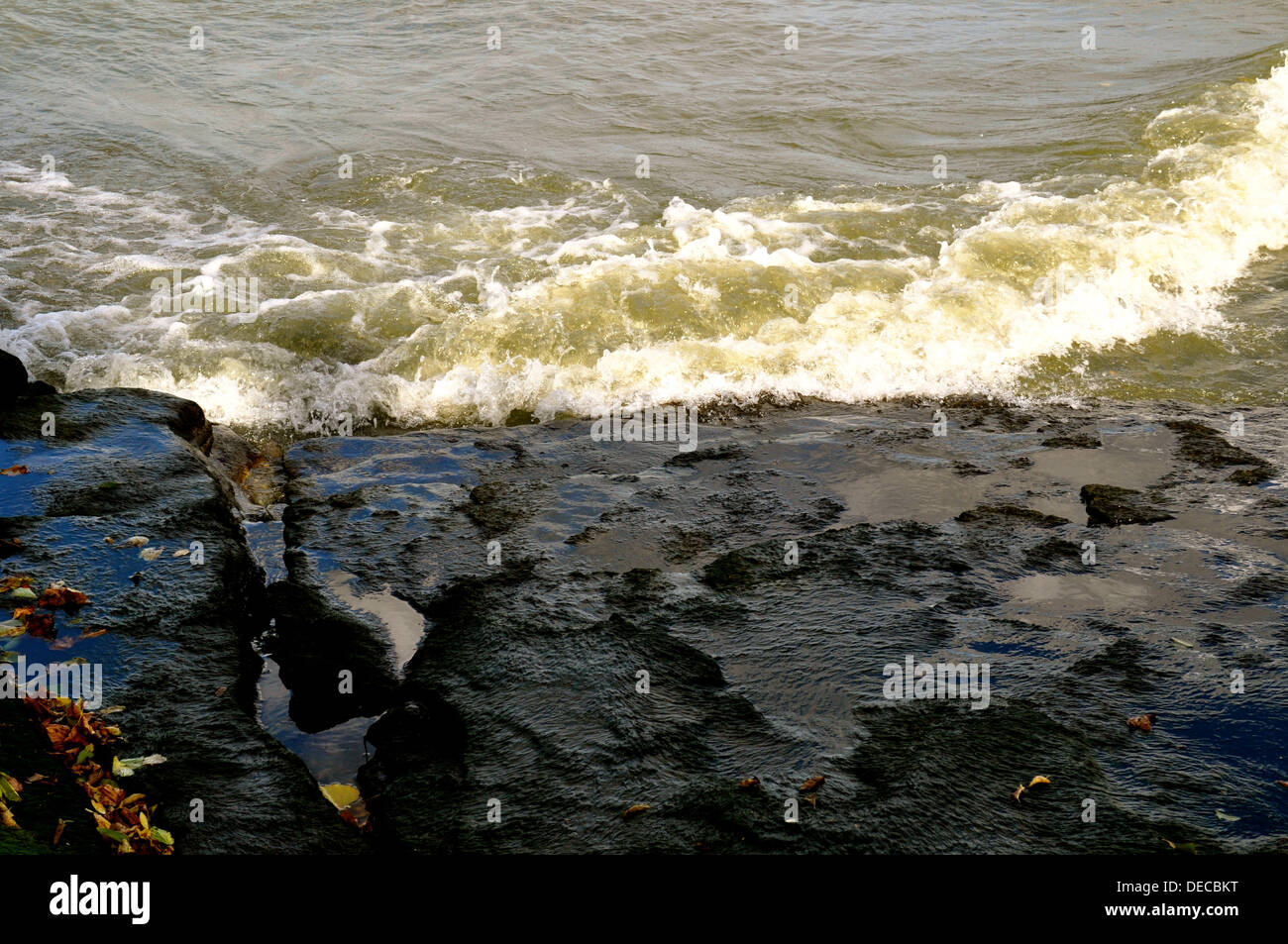 Algae leaves and water Stock Photo - Alamy