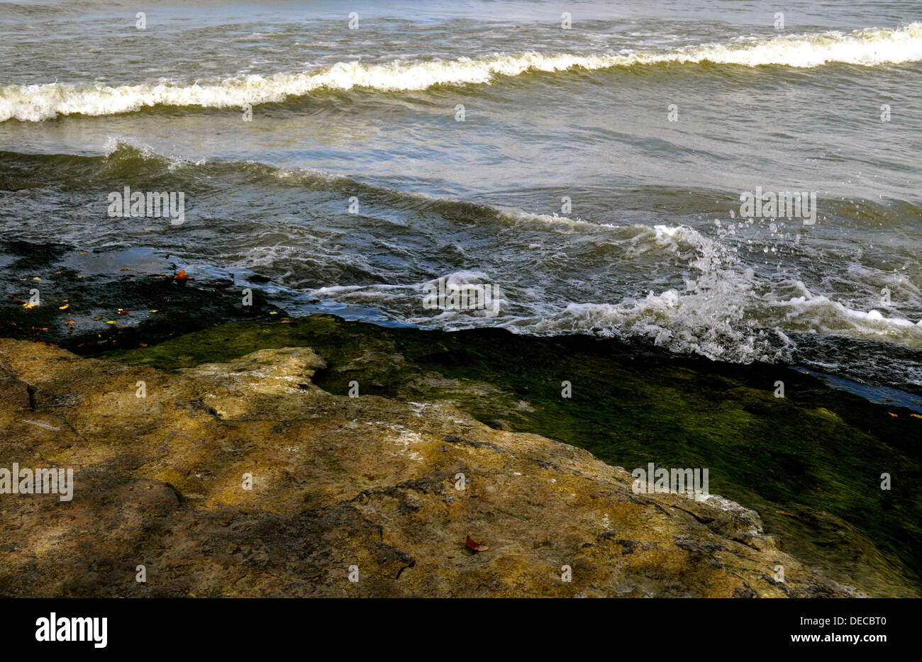 Algae leaves and water Stock Photo - Alamy
