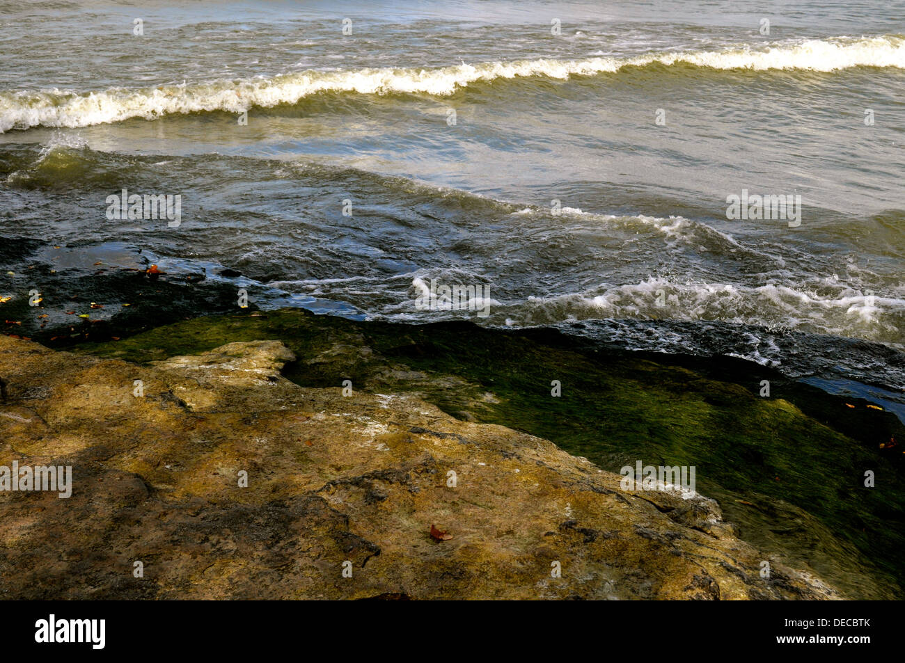 Algae leaves and water Stock Photo - Alamy