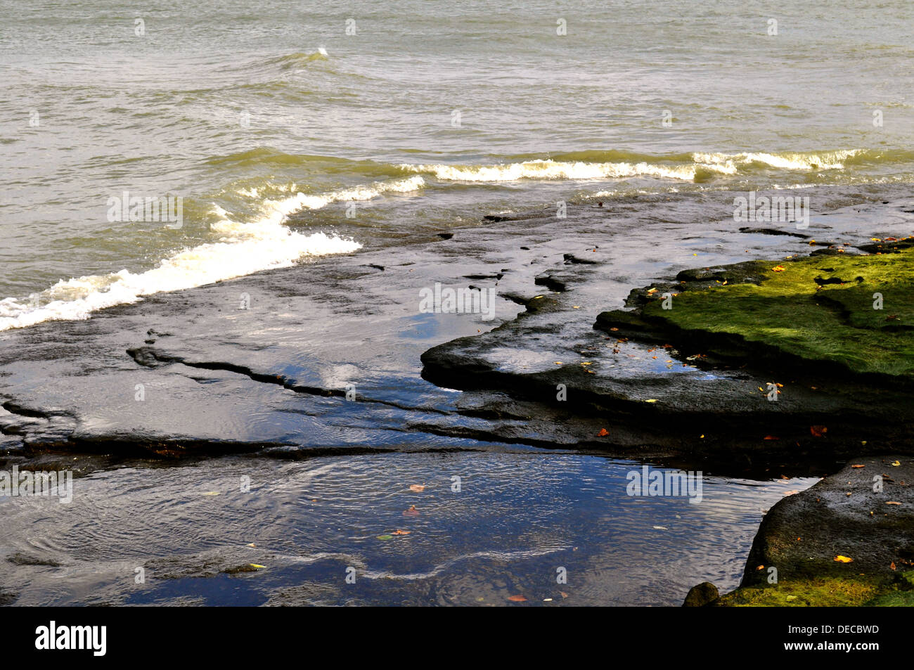Algae leaves and water Stock Photo - Alamy