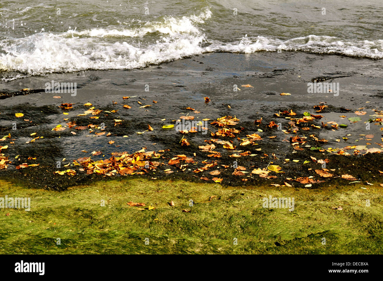Algae leaves and water Stock Photo - Alamy
