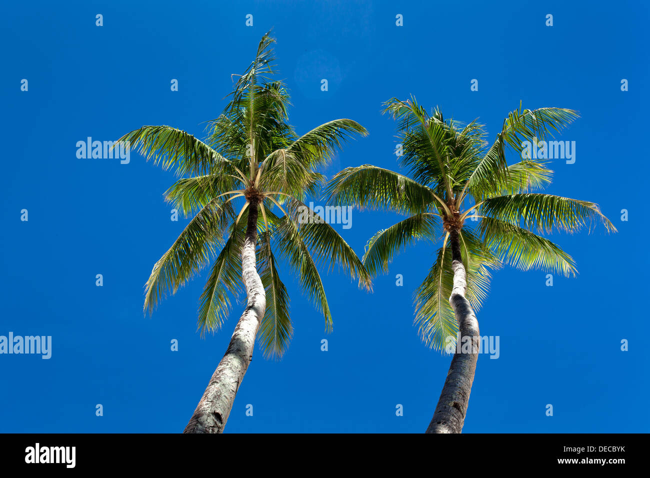 Two palms on blue sky background Stock Photo - Alamy