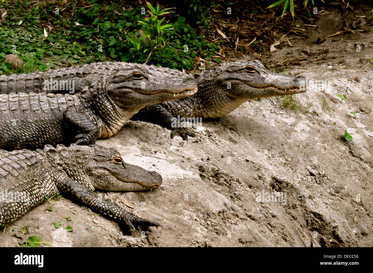 Gator group hi-res stock photography and images - Alamy