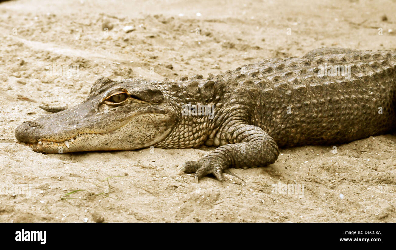Sand alligator hi-res stock photography and images - Alamy