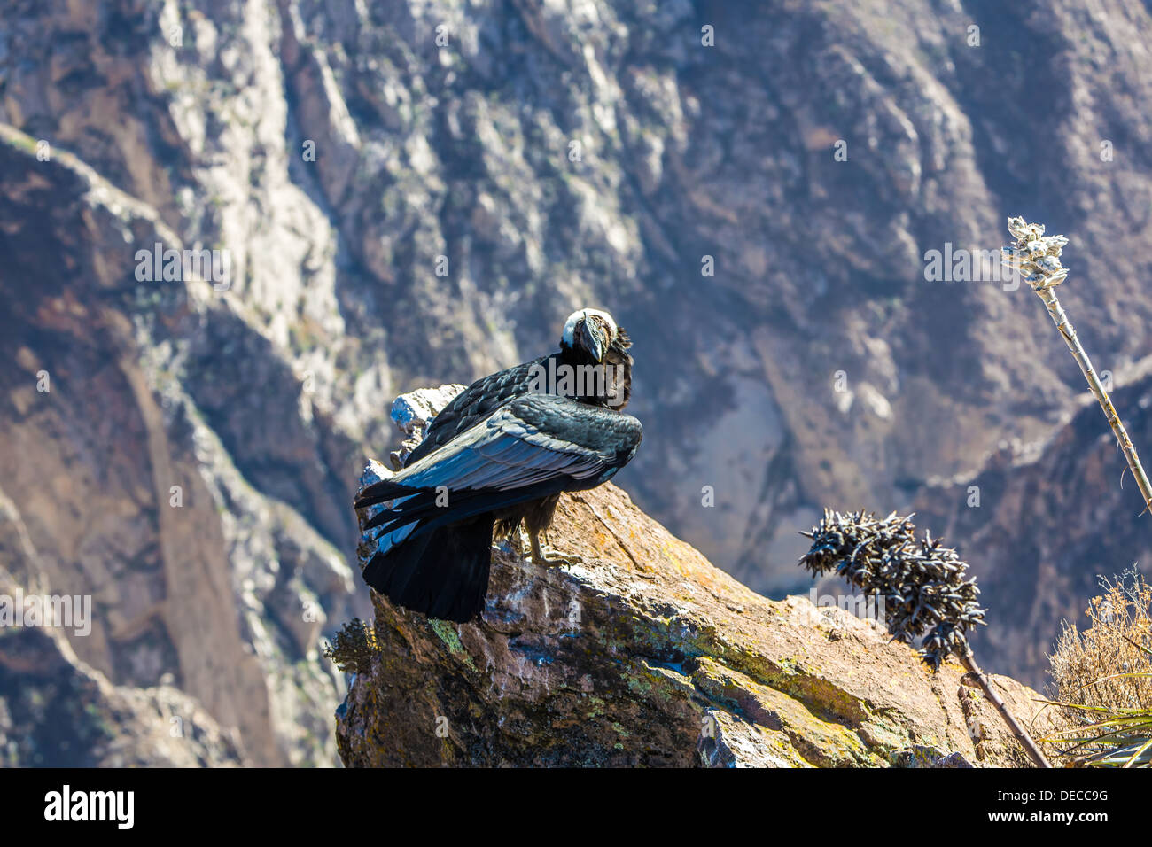 Condor at Colca canyon sitting,Peru,South America. This is a condor the ...