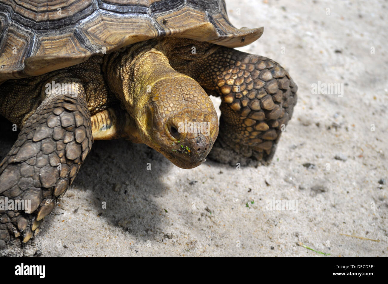 Angry turtle hi-res stock photography and images - Alamy