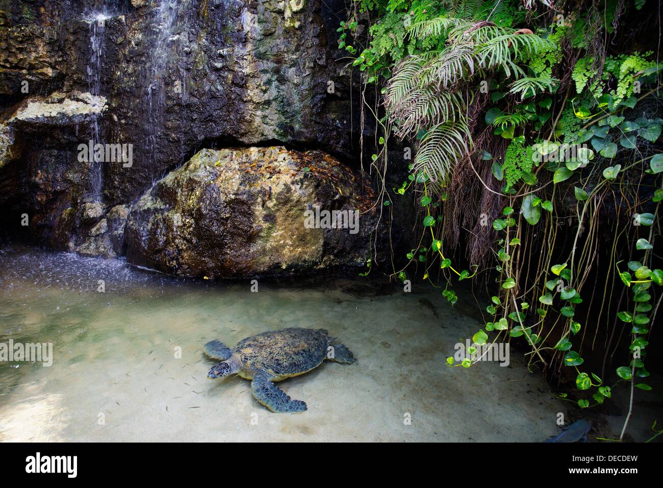 Jamaica Turtle Stock Photos & Jamaica Turtle Stock Images - Alamy