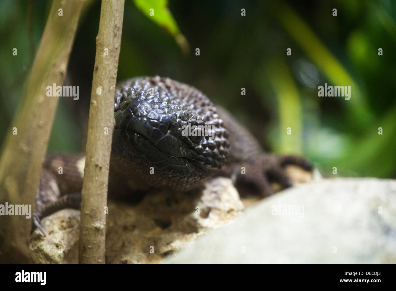 Eloderma orrido hi-res stock photography and images - Alamy