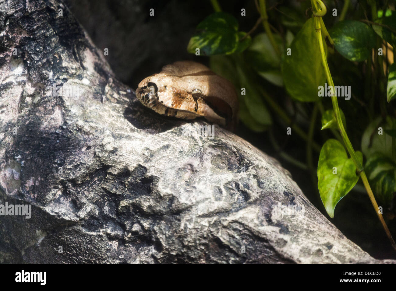 Boa Constrictor, Constrictor formosissimus, in Bioparco, Rome, Italy ...