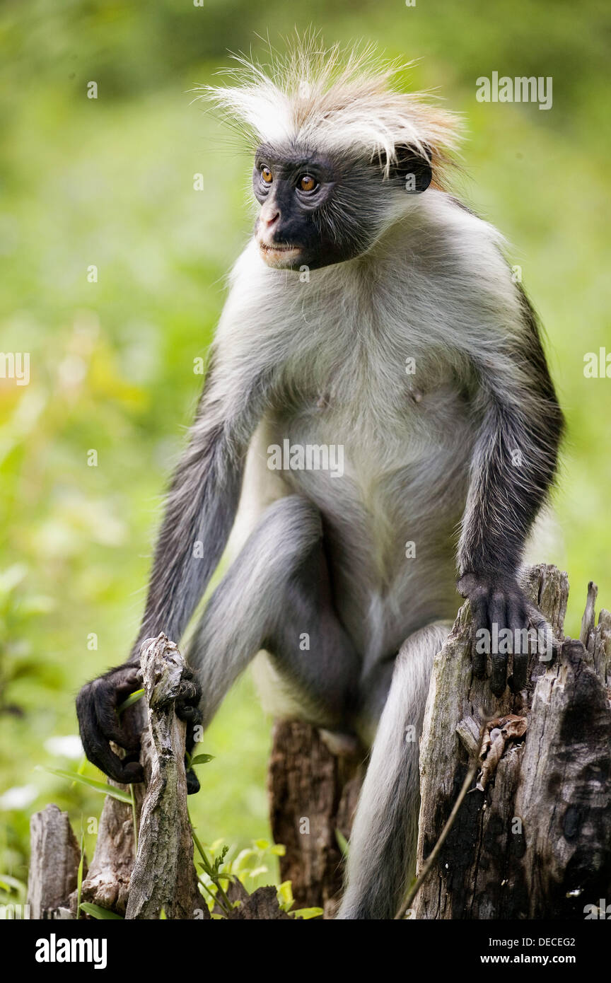 Western red colobus colobus badius hi-res stock photography and images ...