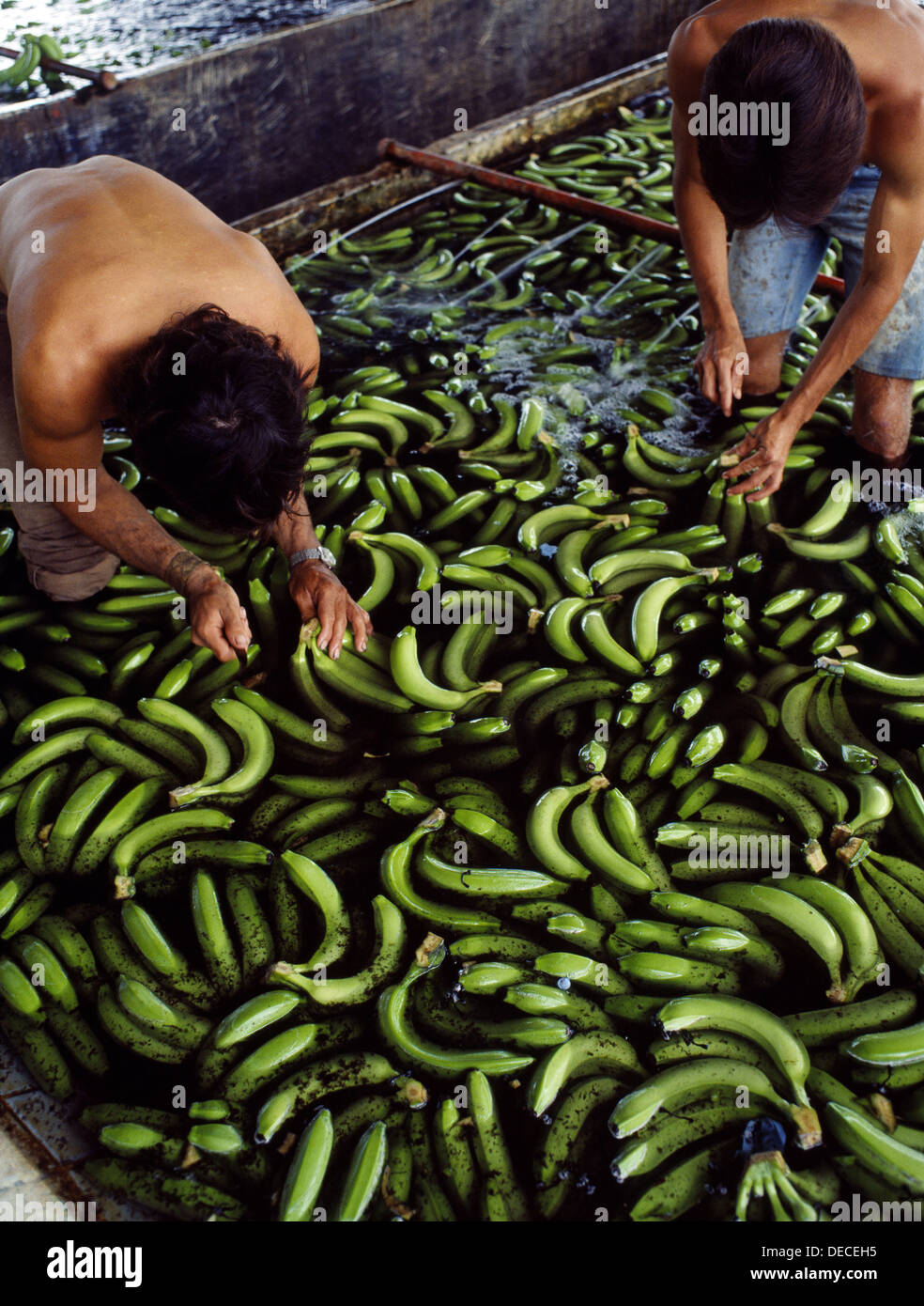 Costa rica banana harvest hi-res stock photography and images - Alamy