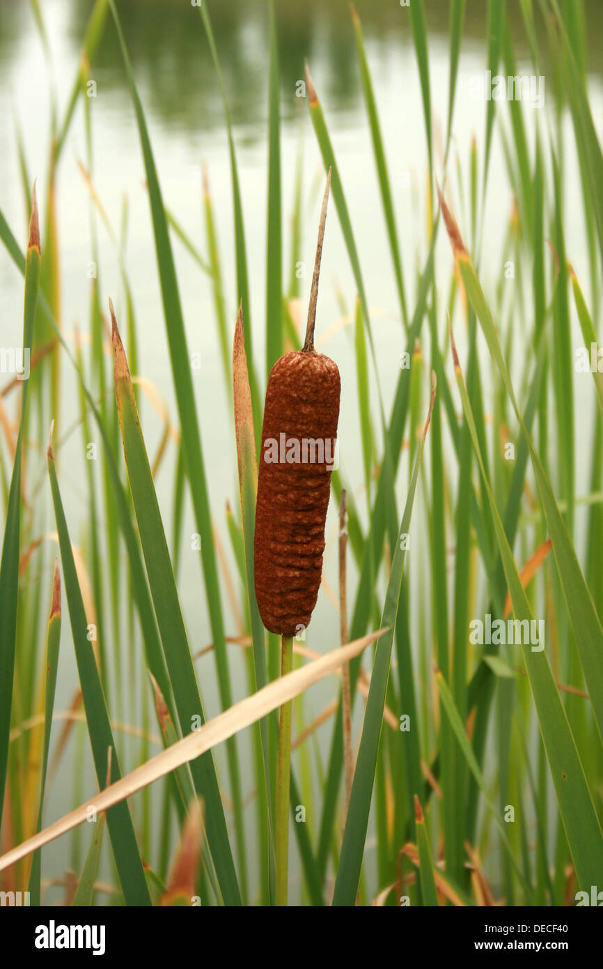 A cattail growing among reeds in a marsh in Altona, Manitoba, Canada ...