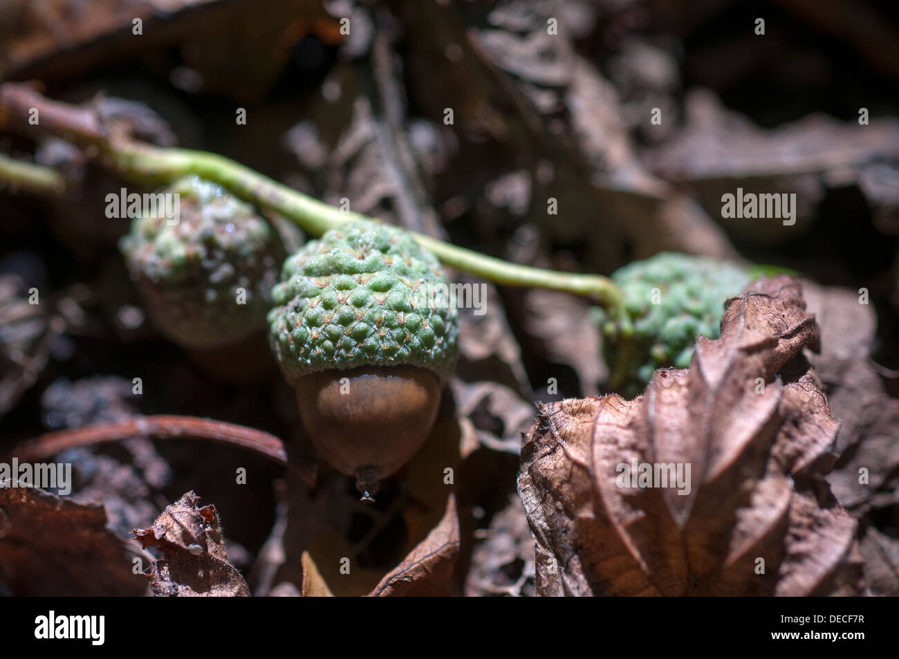 Acorn forest floor hi-res stock photography and images - Alamy