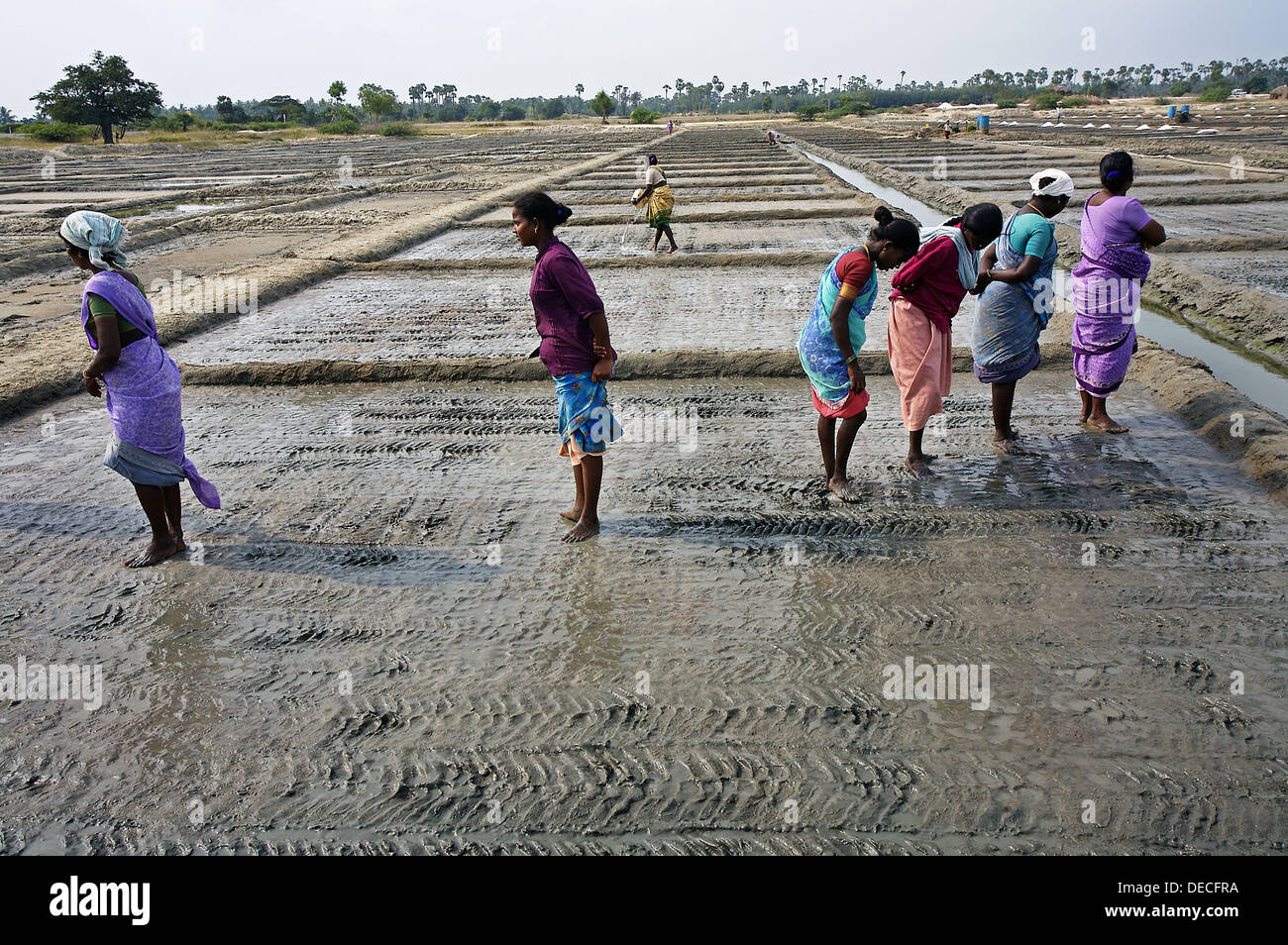 Salt factory near Mahabalipuram (Mamallapuram). Tamil Nadu, India Stock ...