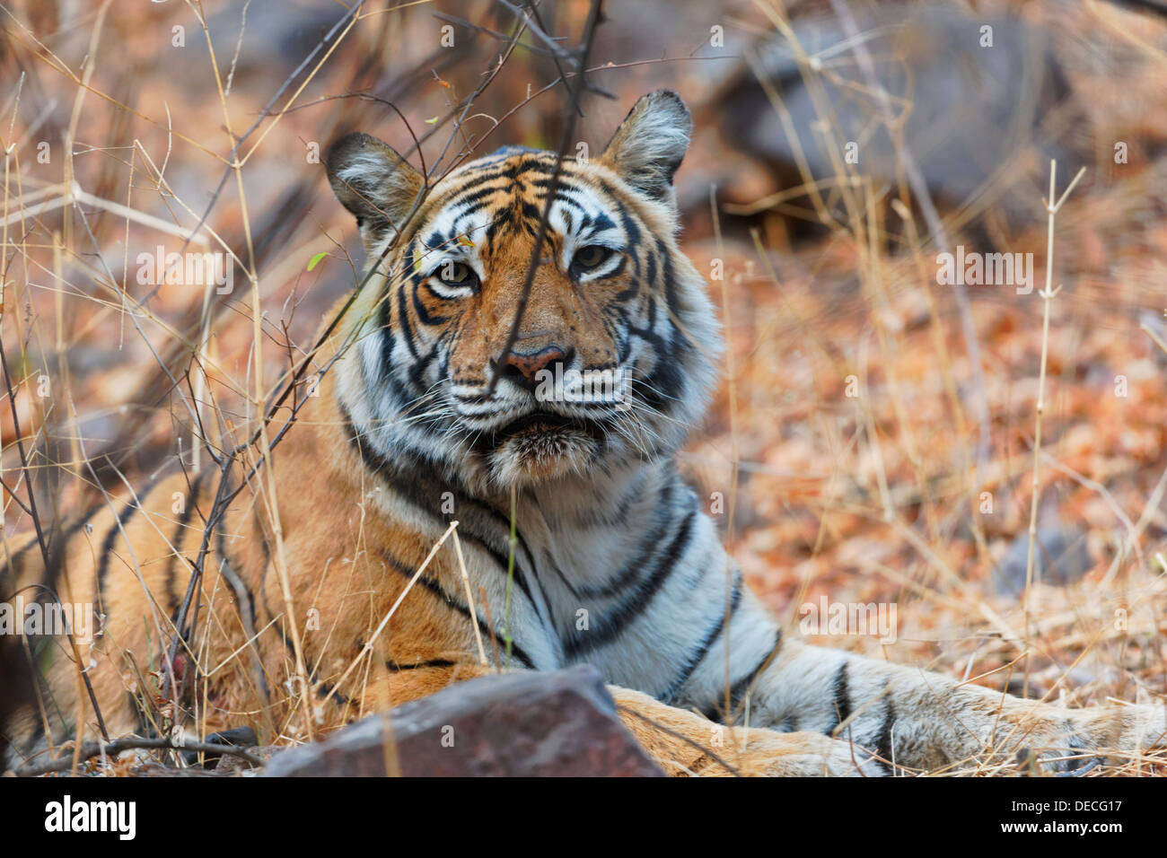 Machli tiger hi-res stock photography and images - Alamy