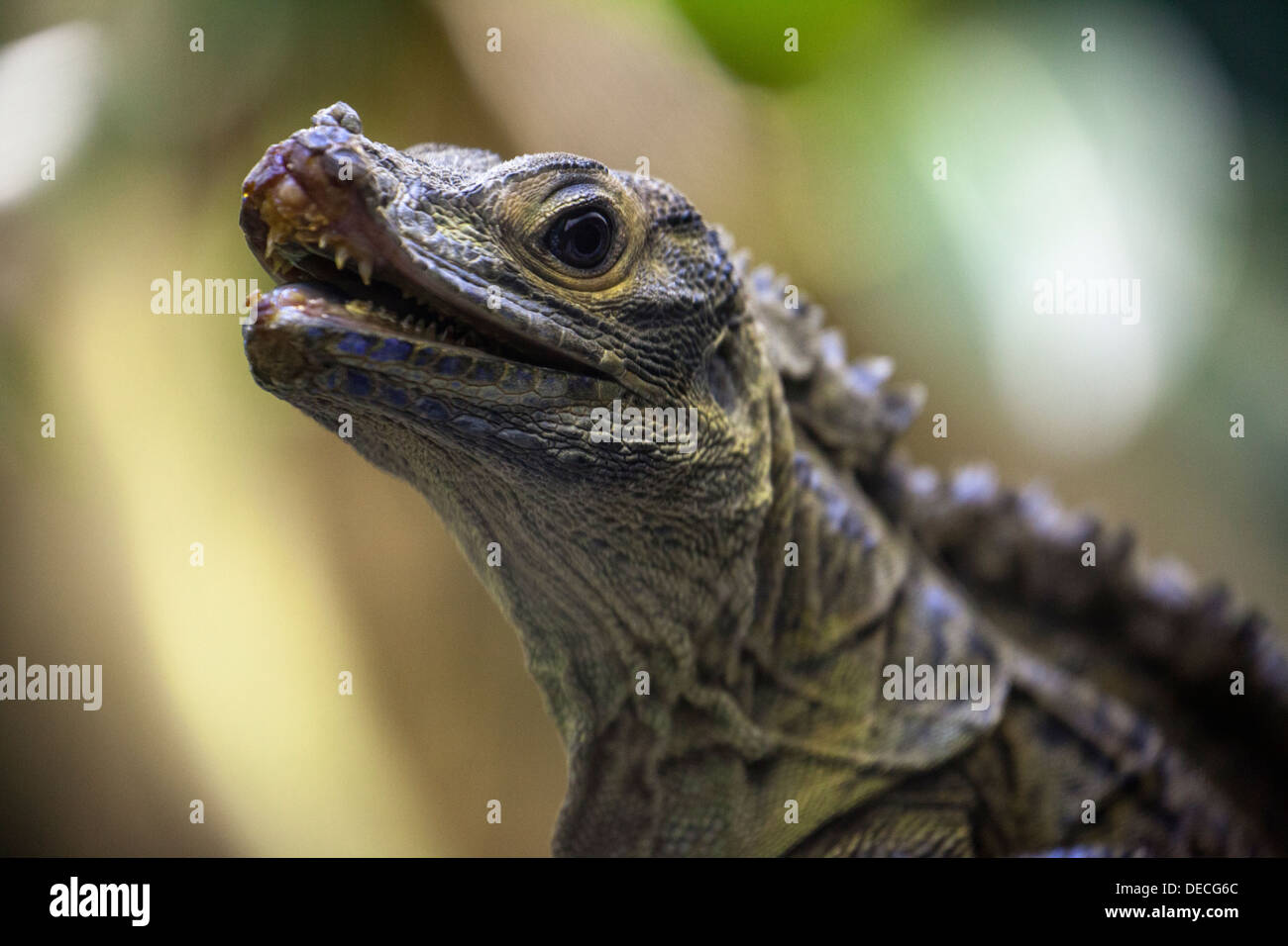 Philippine Sailfin Lizard, Hydrosaurus pustulatus, in Bioparco, Rome ...