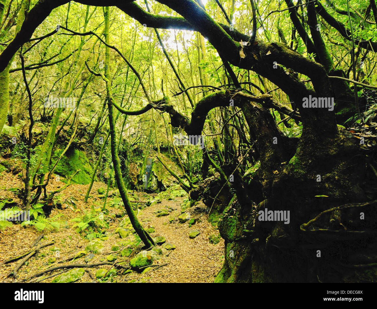 Beautiful forest in the northern part of La Palma, Canary Islands ...