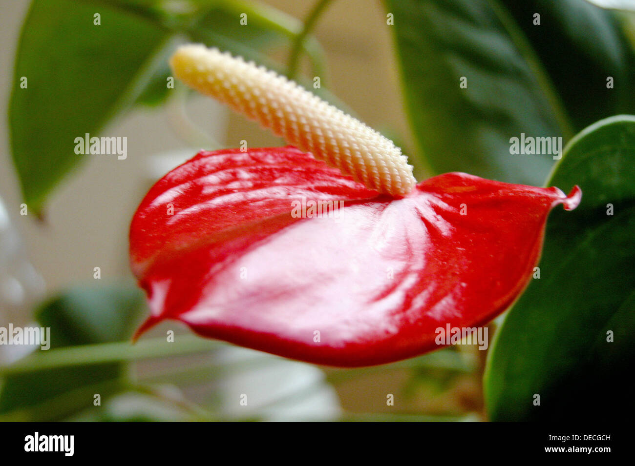 Botany phallic red hi-res stock photography and images - Alamy