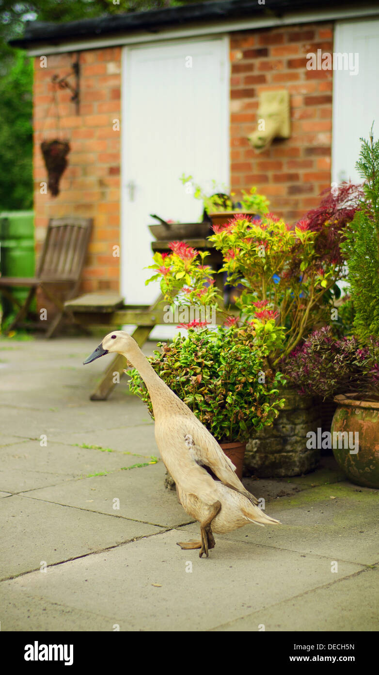 Indian running duck Stock Photo - Alamy