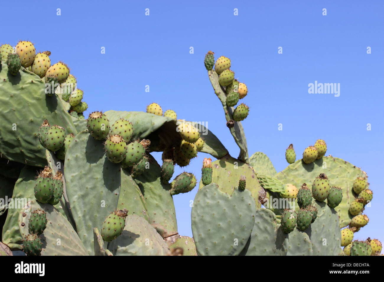Prickly pear tree hi-res stock photography and images - Alamy